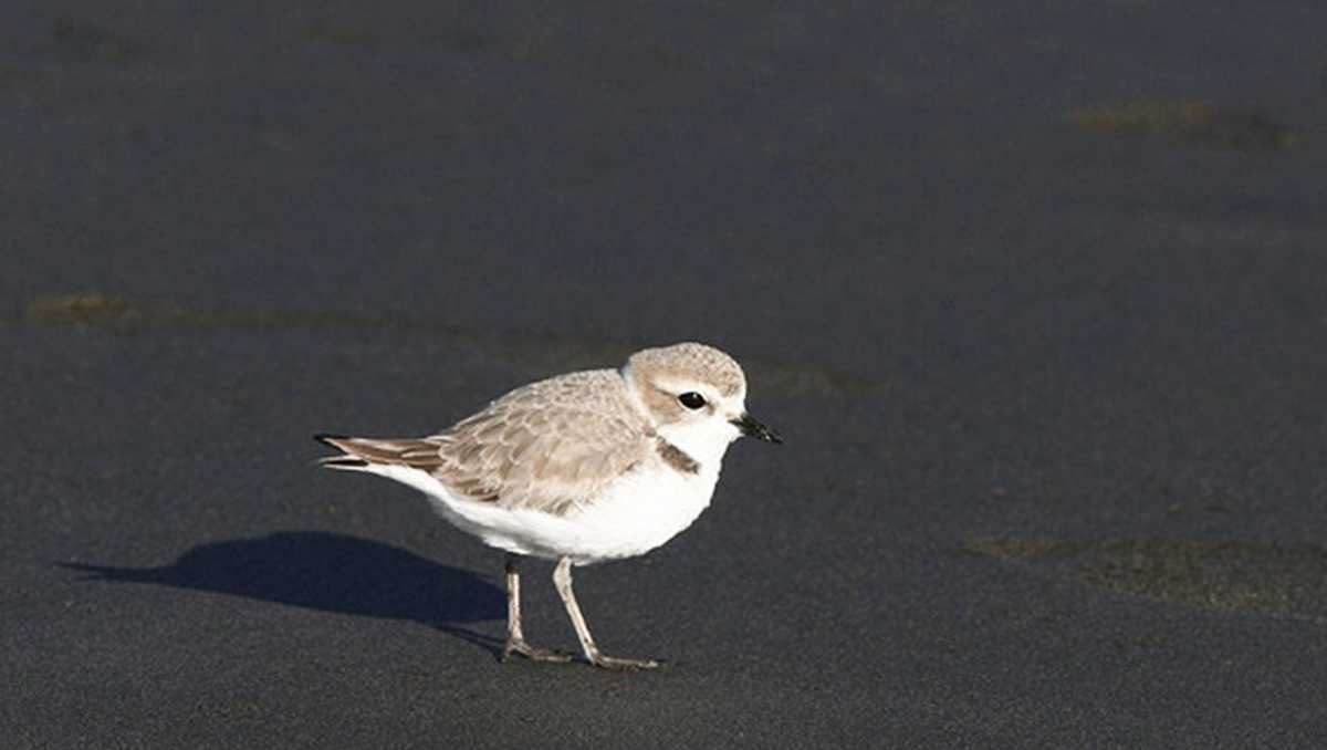 Snowy plovers rebounding on Central Coast