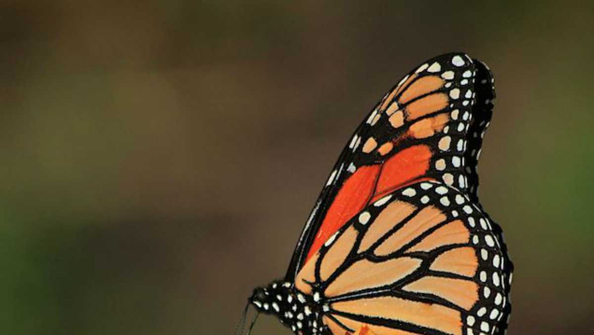 Monarch butterfly population continues to grow in the west