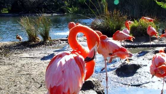 Science finally discovered why flamingos stand on one leg