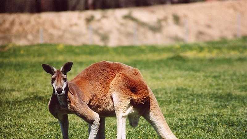 Man punches kangaroo in the face to rescue dog
