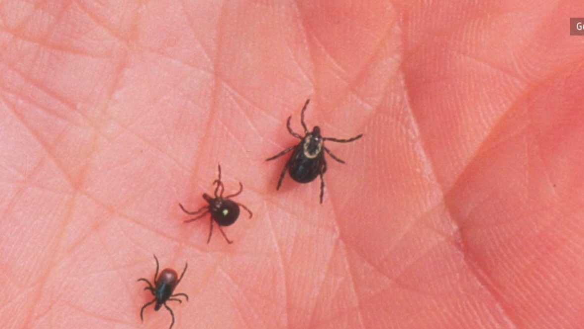 It’s official: Lyme disease is now in all 50 states