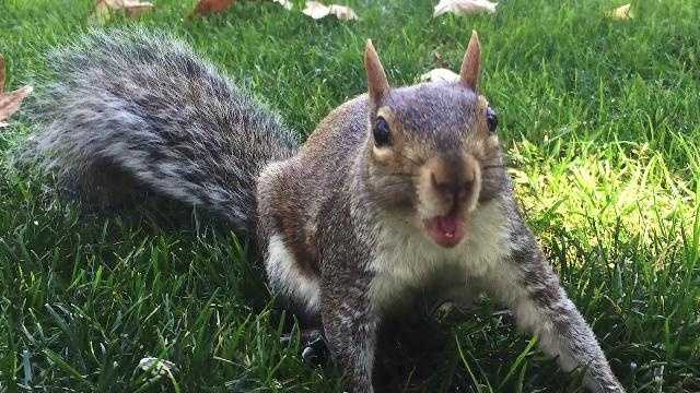 College student saves drowning squirrel using technique she learned ...