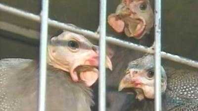 First severe bird flu case in the US reported