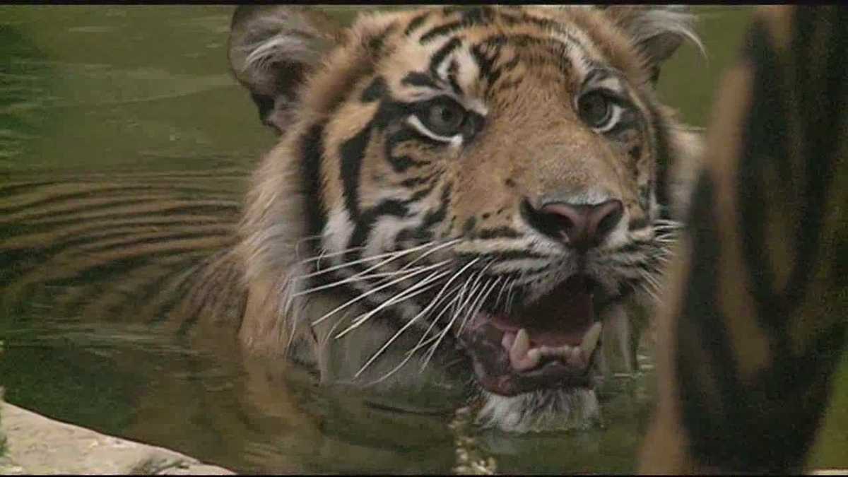 Jackson Zoo gets new lease on life