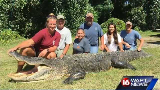 Alligator hunters can now apply for permits