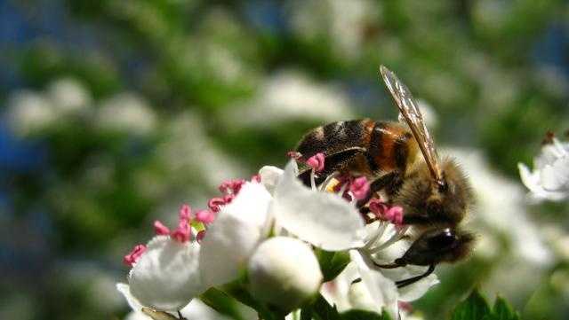 Spring pollen counts rising earlier than usual, Mississippi Asthma and ...