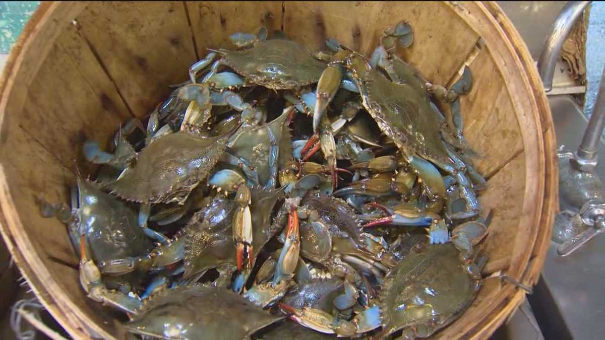 Survey finds increase in adult female blue crabs in Chesapeake Bay