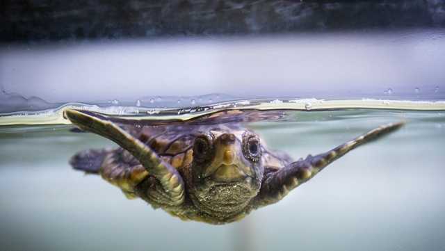 In a first, loggerheads hatch at Assateague national seashore