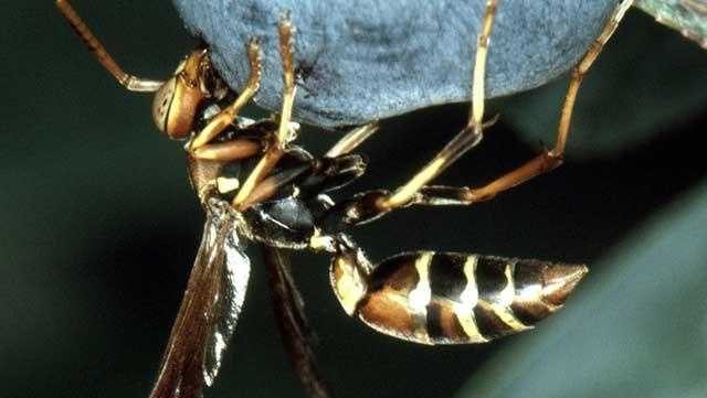 Pest-killing wasps to come to the aid of Maine forests
