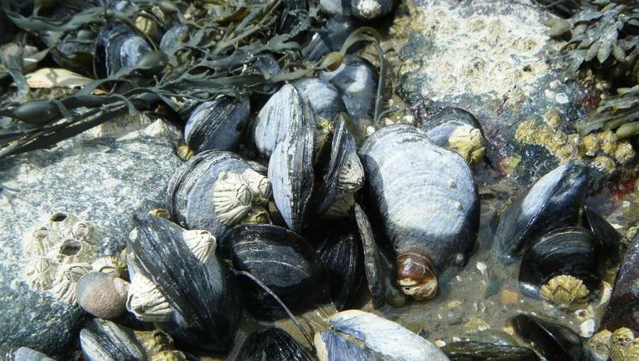 Red tide forces shellfishing closure along New Hampshire coast