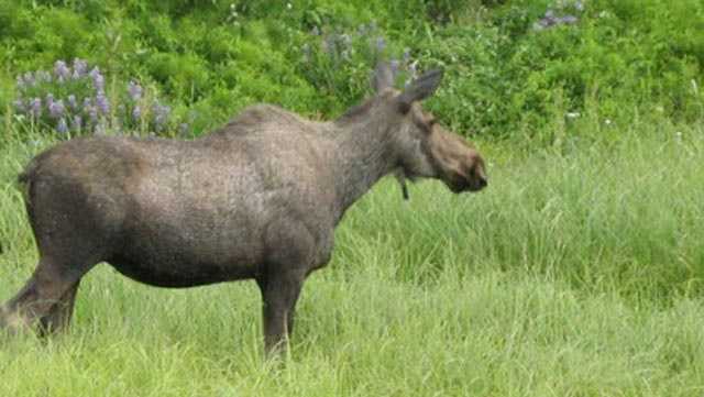 What's the smell? Town residents find rotting moose parts