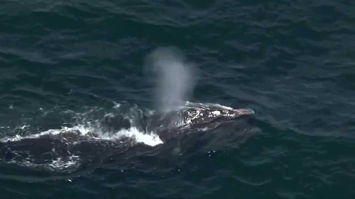 Study: Blowhole spray can provide fast data on whale health