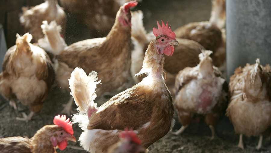 2 people accused of stealing chickens from Massachusetts farms