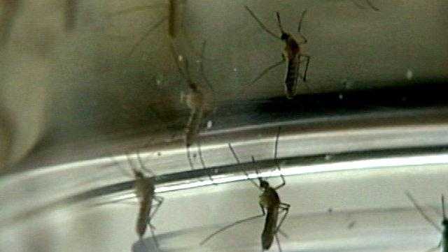 Mosquito sample Lafourche Parish West Nile virus