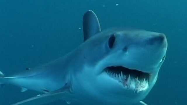 Louisiana Houma man drug shark arrest