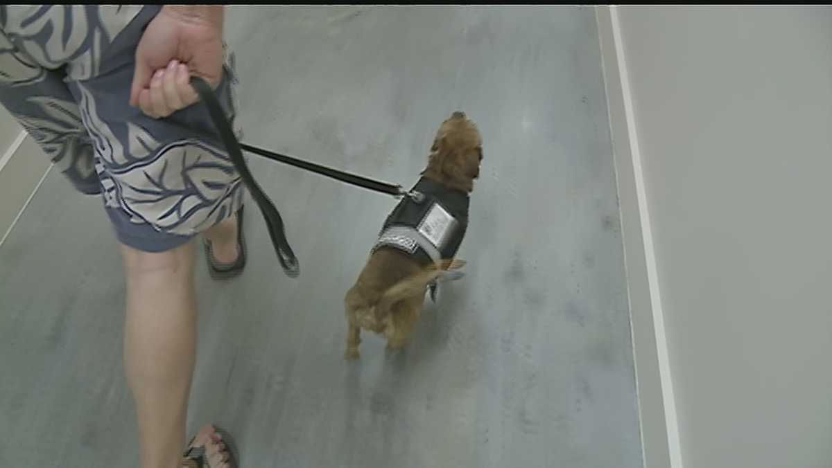 Touro Hospital welcomes its newest 4-legged residents being trained for ...
