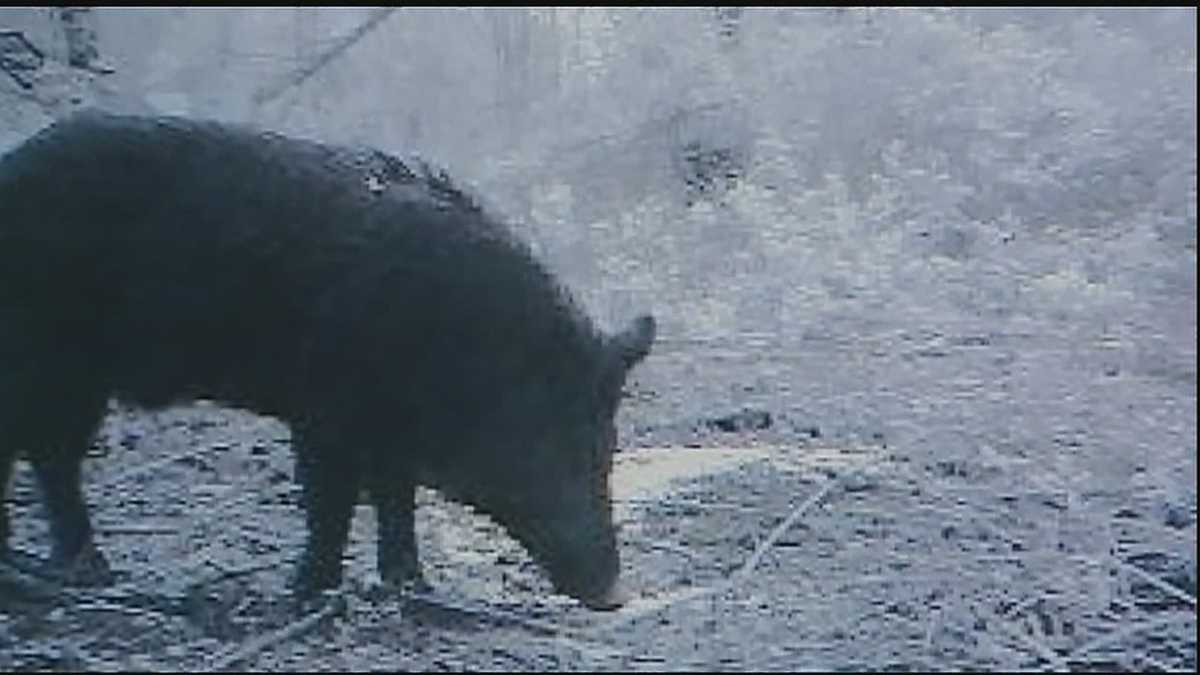 Feral hog poison field tests to begin in Texas, Alabama in 2018