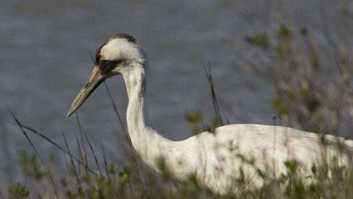 Louisiana's whooping cranes making comeback with best hatching season ...