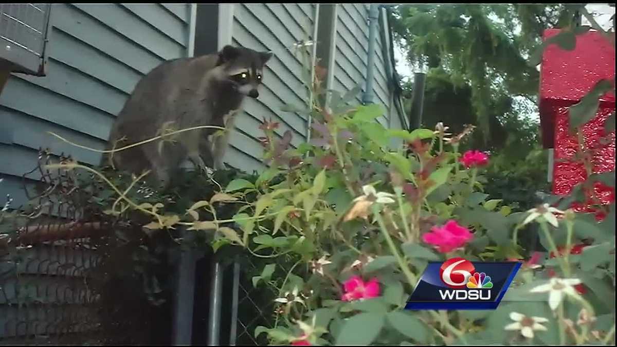 Crews demolish abandoned home where 'aggressive' raccoons lived in Mid-City