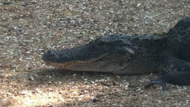 Florida man arrested for keeping 2 alligators in his backyard pool
