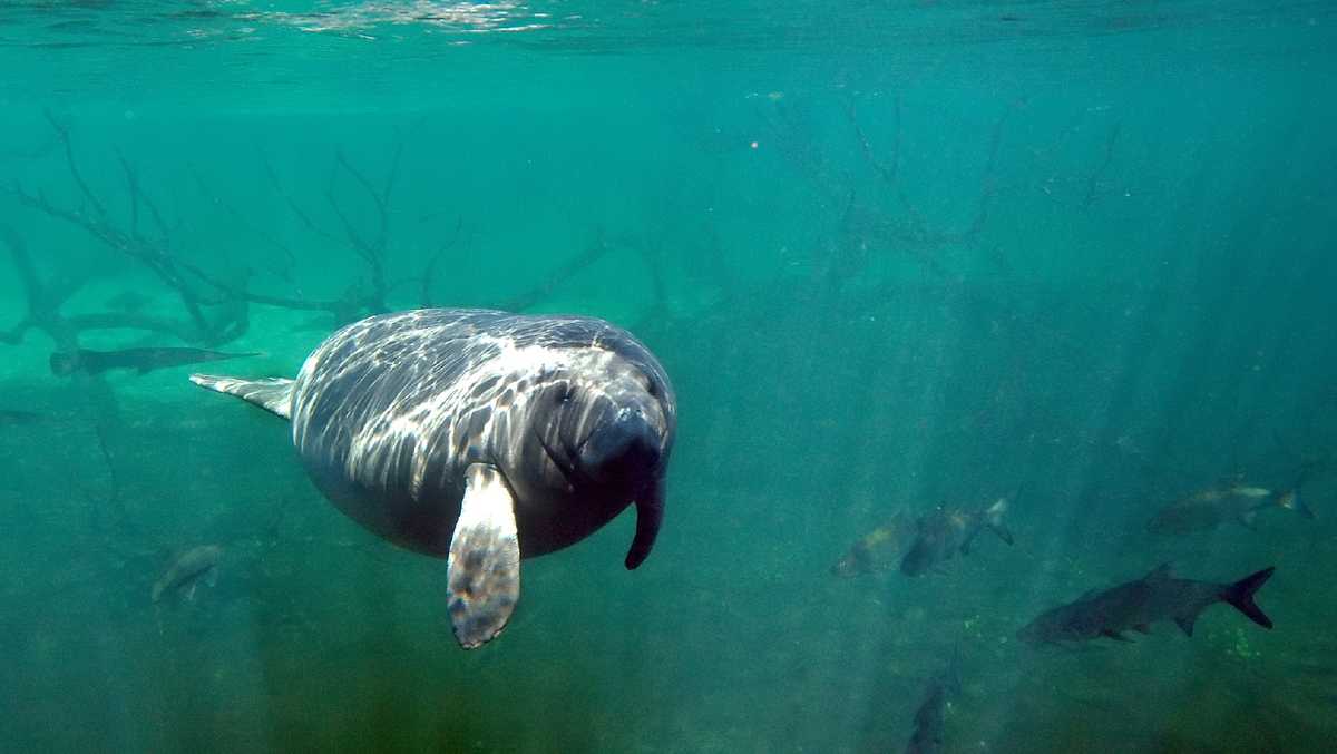 Officials: Florida manatees eating lettuce in pilot program