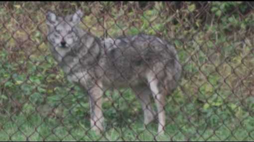 COYOTES: What you need to know about coyotes in Pennsylvania