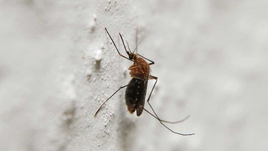 First West Nile virus case of 2025 identified in Wisconsin - WISN
