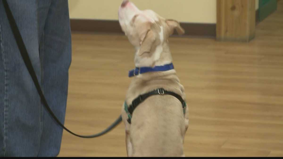 HAWS dogs segregated after dog tests positive for Distemper virus