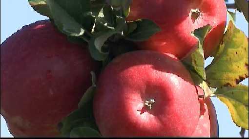 Where to go apple picking in Southeast Wisconsin