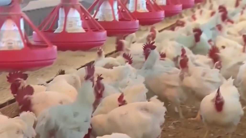 3 new bird flu outbreaks reported in Wisconsin