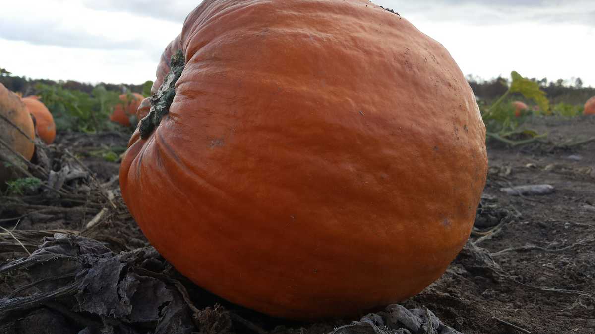 Weekend Pick: "Pumpkin Chuckin"