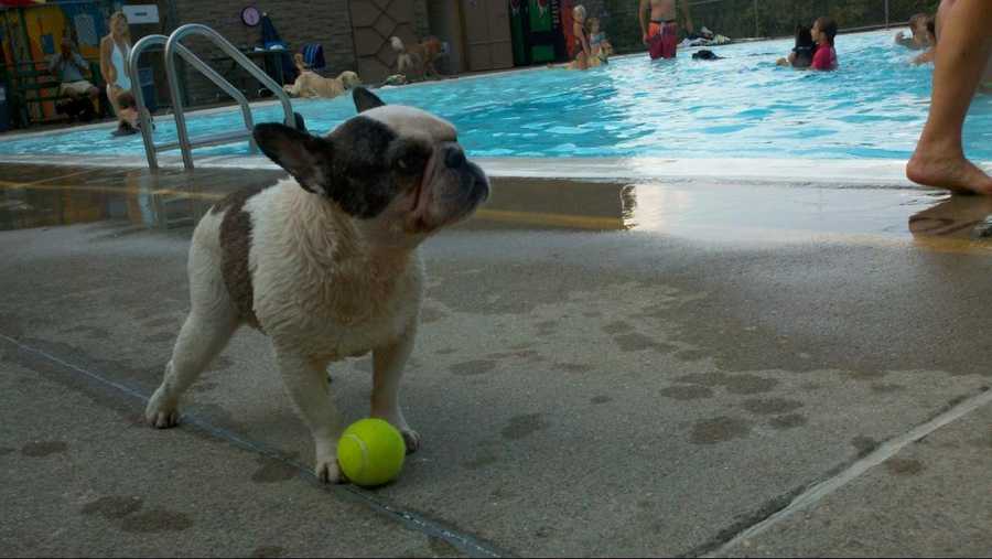 Covington Parks & Rec hosts annual 'Pups at the Pool' party Sunday