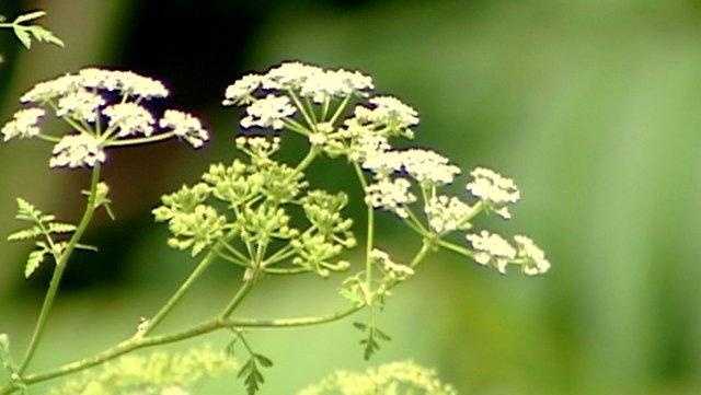 Invasive, dangerous plants blooming in Ohio: Poison hemlock & wild parsnip
