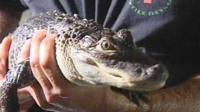 What's changed since exotic animals let loose in Ohio?