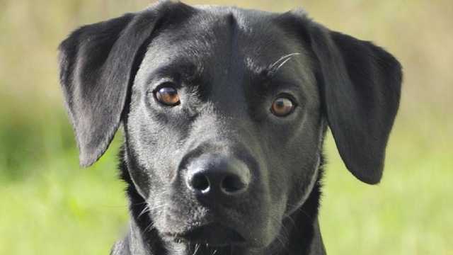 City of Covington's first dog park is set to open on Friday