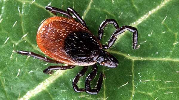 Indiana health officials warn about ticks carrying Lyme disease as more ...