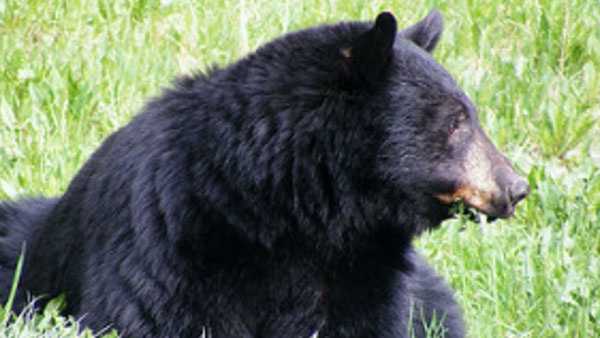 Experts: Indiana black bear hibernating in wildlife refuge