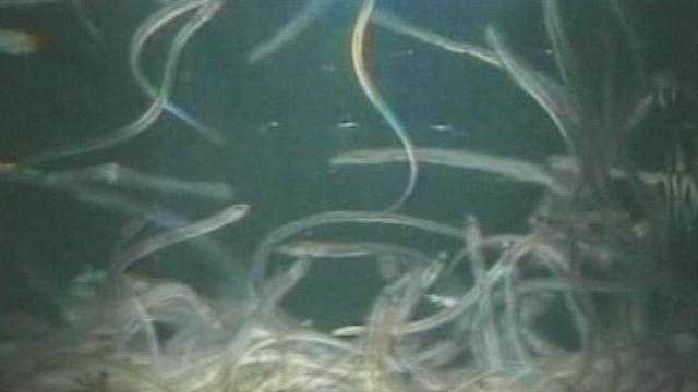 Maine shuts down lucrative elver fishery over concerns of illegal sales Maine shuts down lucrative elver fishery over concerns of illegal sales