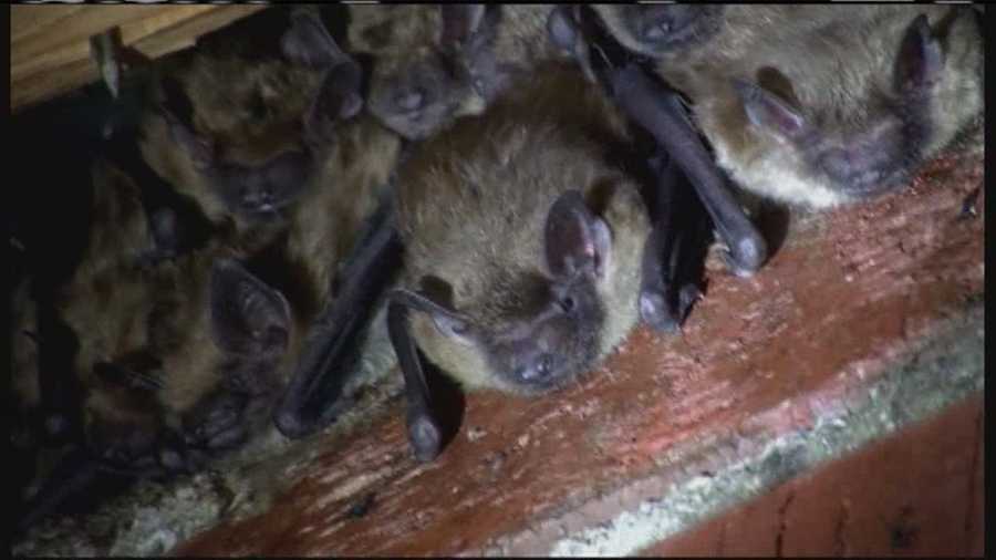 Maine CDC: How to avoid getting rabies from bats