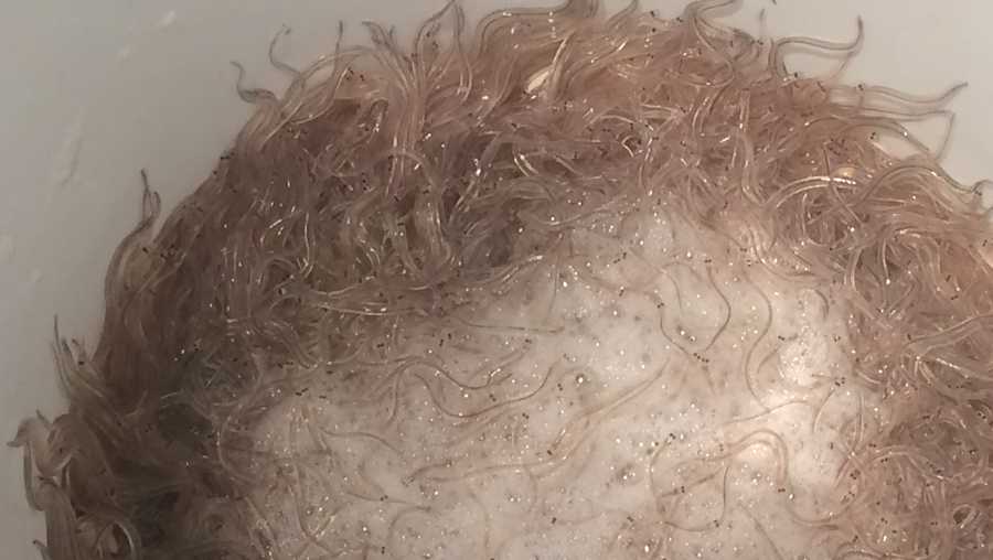 High prices for baby eels in Maine as season nears end