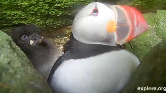 Record year for new puffin chicks in Maine