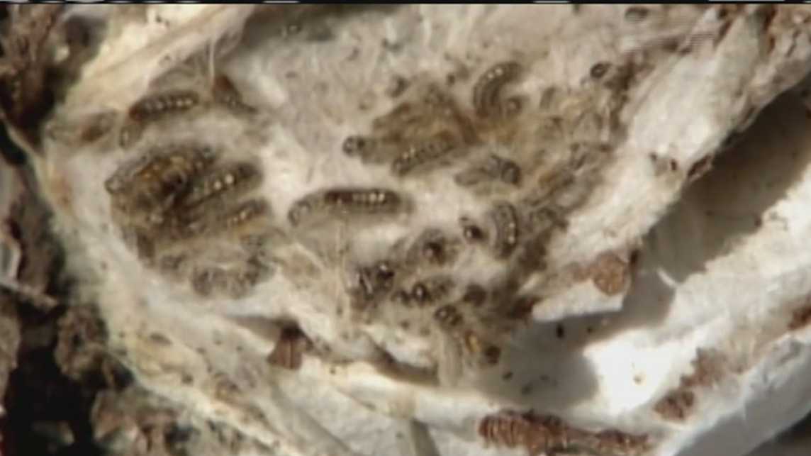 Browntail moth outbreaks expected to be bad this year in Maine