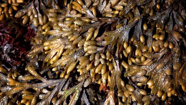 Slippery salvation: Could seaweed as cow feed help climate?