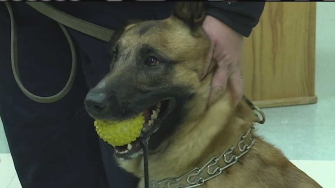 Bill would allow first aid for hurt K9, rescue dogs