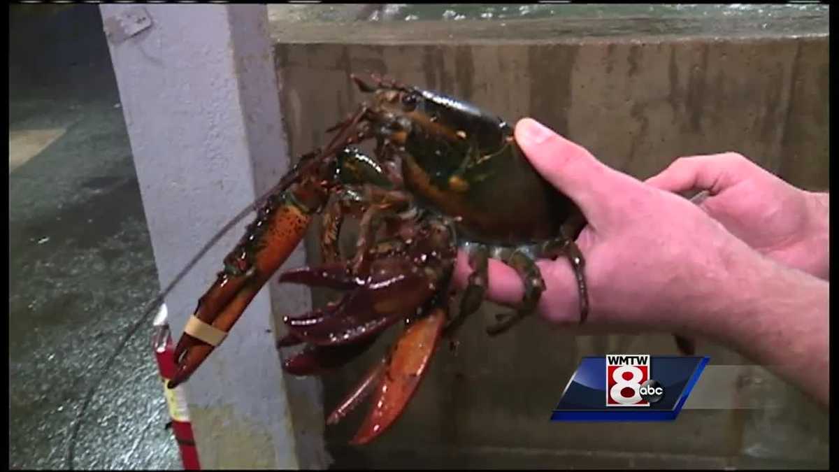 Scientist: baby lobster population falling amid big catches