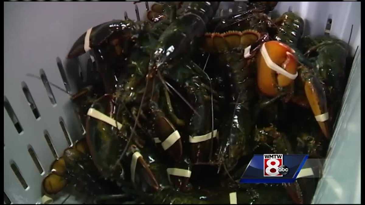 Baby lobster population is below average in Gulf of Maine