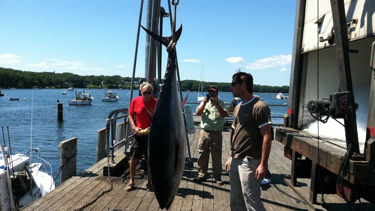 Tuna fishing competition comes to Maine