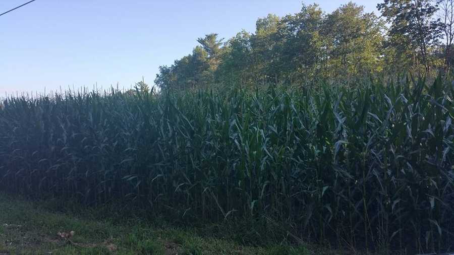 Viewers' Choice 2017: Best corn on the cob