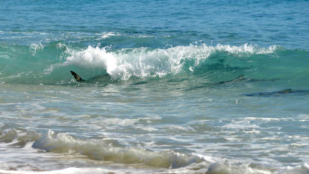 Woman and 2 teens injured in separate shark attacks off Florida Panhandle