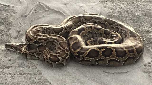 Burmese python hunt in Florida Everglades slated for August